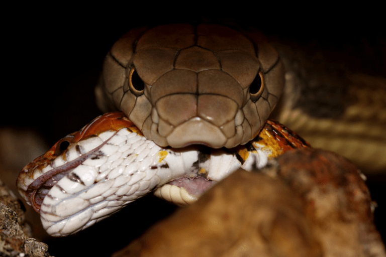 Ophiophagus hannah Serpent venimeux Cobra Royal Animal Albinos Lucy ...