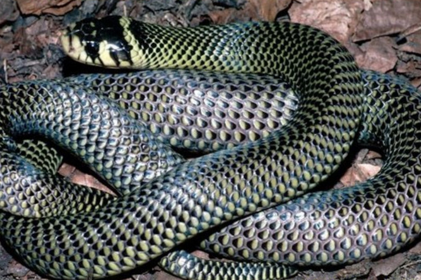 Naja naja - kaouthia - haje - nigricincta - pallida - siamensis - Ophiophagus - hannah - Cobra ...