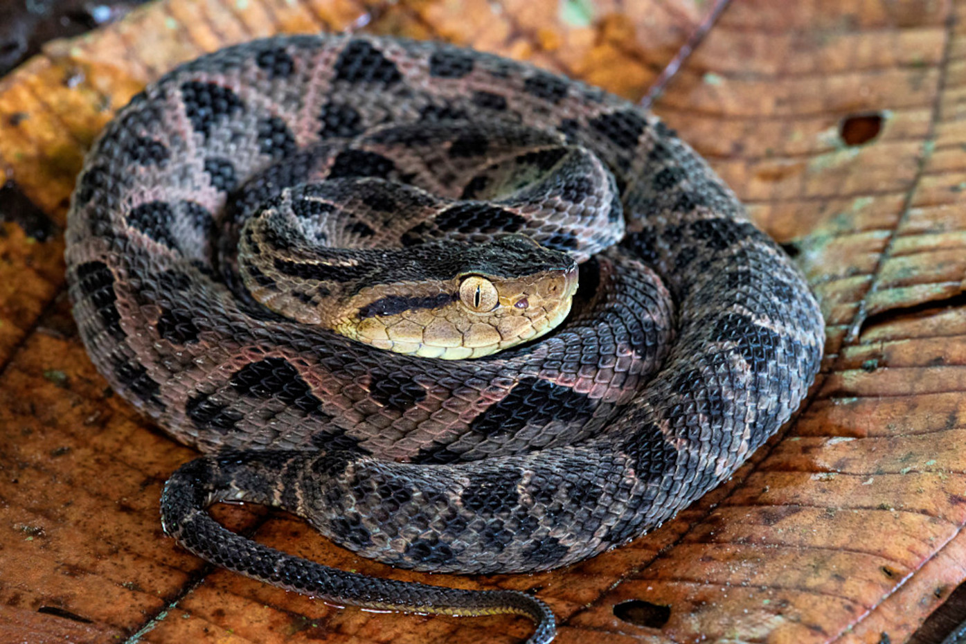 Bothrops atrox - asper - barnetti - insularis - bilineatus ...