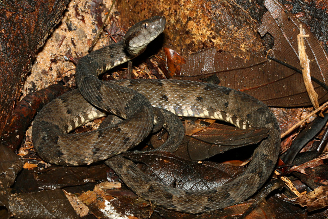Bothrops atrox - Serpent venimeux - Trigonocephale / Fer de lance ...