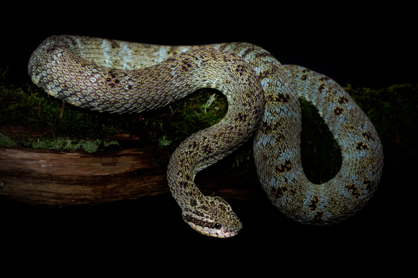 Bothrops atrox - asper - barnetti - insularis - bilineatus ...