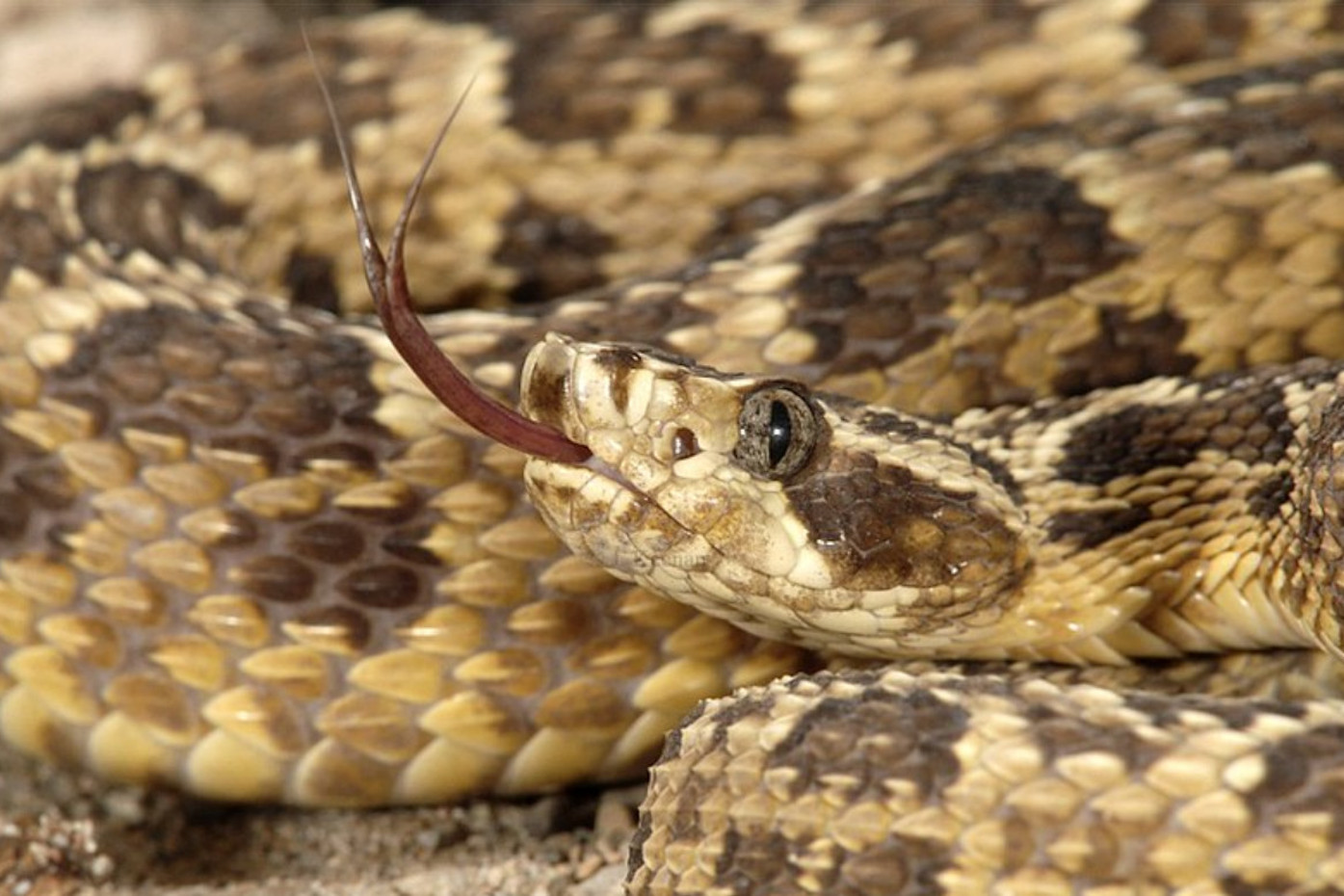 Bothrops atrox - asper - barnetti - insularis - bilineatus ...