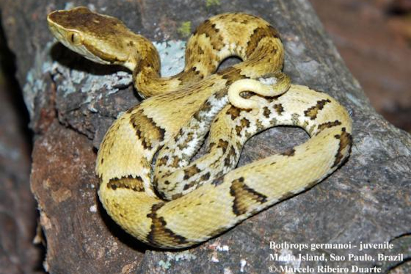 Bothrops atrox - asper - barnetti - insularis - bilineatus ...