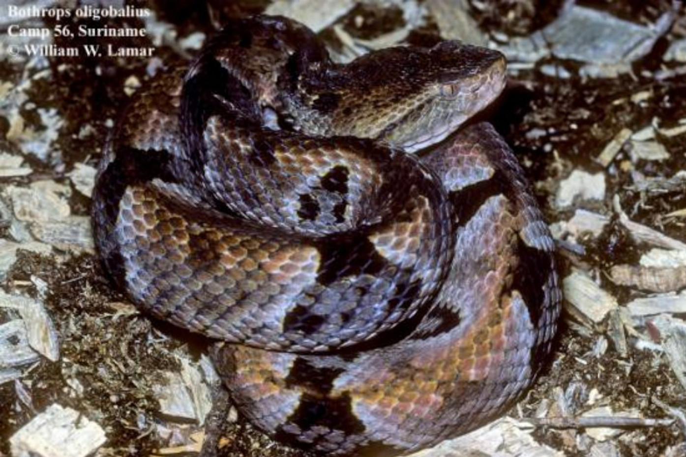 Bothrops atrox - asper - barnetti - insularis - bilineatus ...