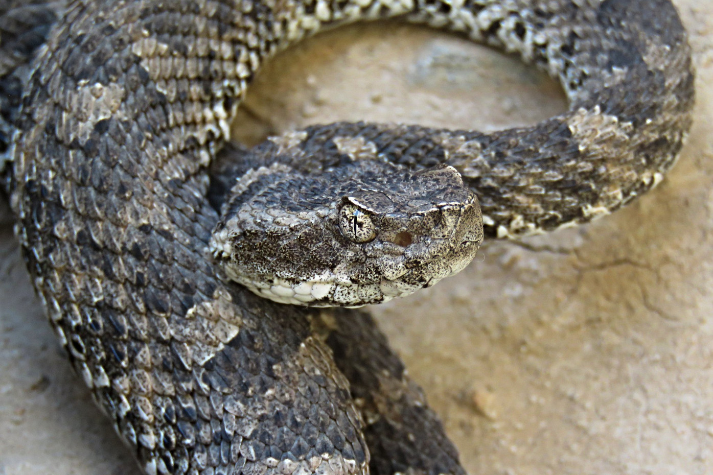 Bothrops atrox - asper - barnetti - insularis - bilineatus ...