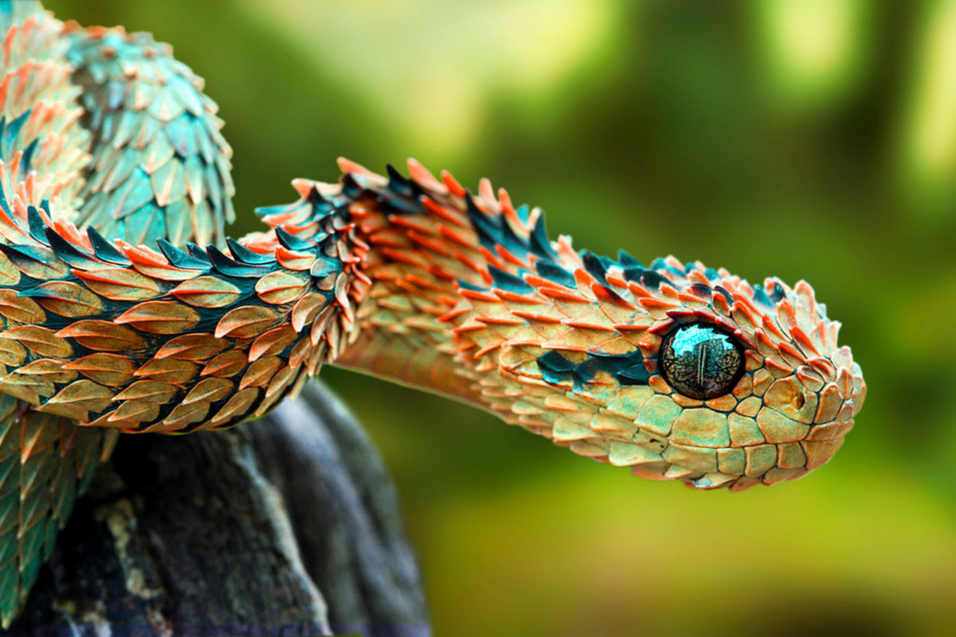 Atheris hispida - squamigera - chlorechis - nitschei - ceratophora ...