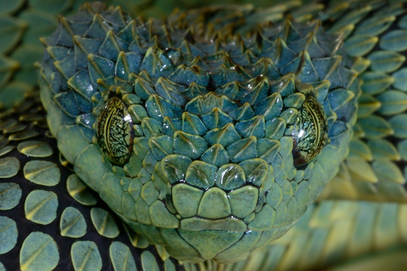 Atheris squamigera - Vipère des buissons commune - Vipère des buissons variable - Vipère des ...