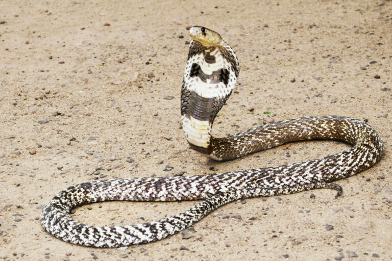 Naja naja - Serpent à lunettes - Cobra indien - Animal Élapidé ...
