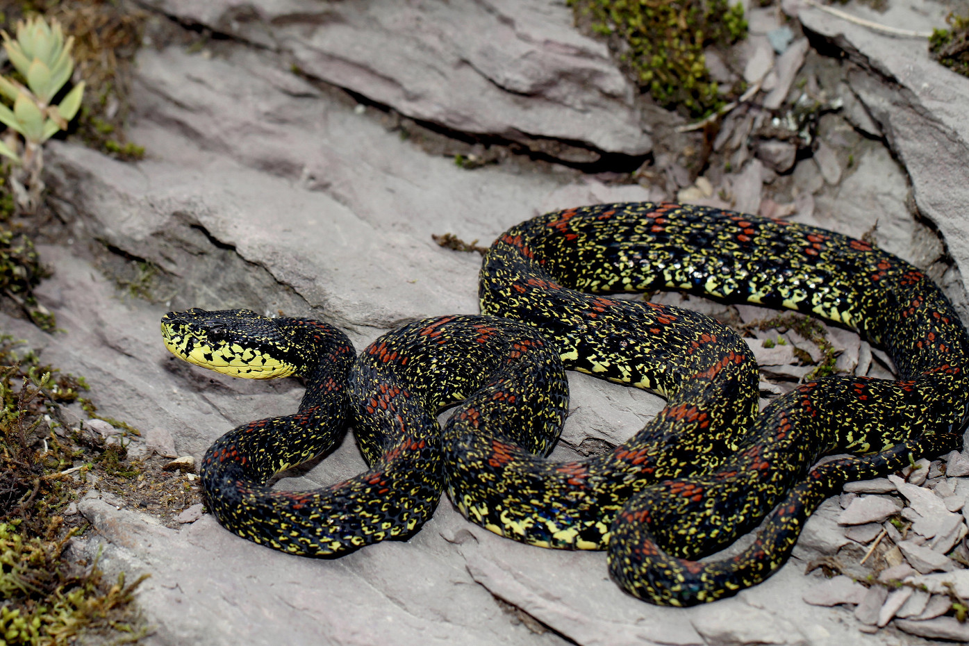 Bothrops atrox - asper - barnetti - insularis - bilineatus ...