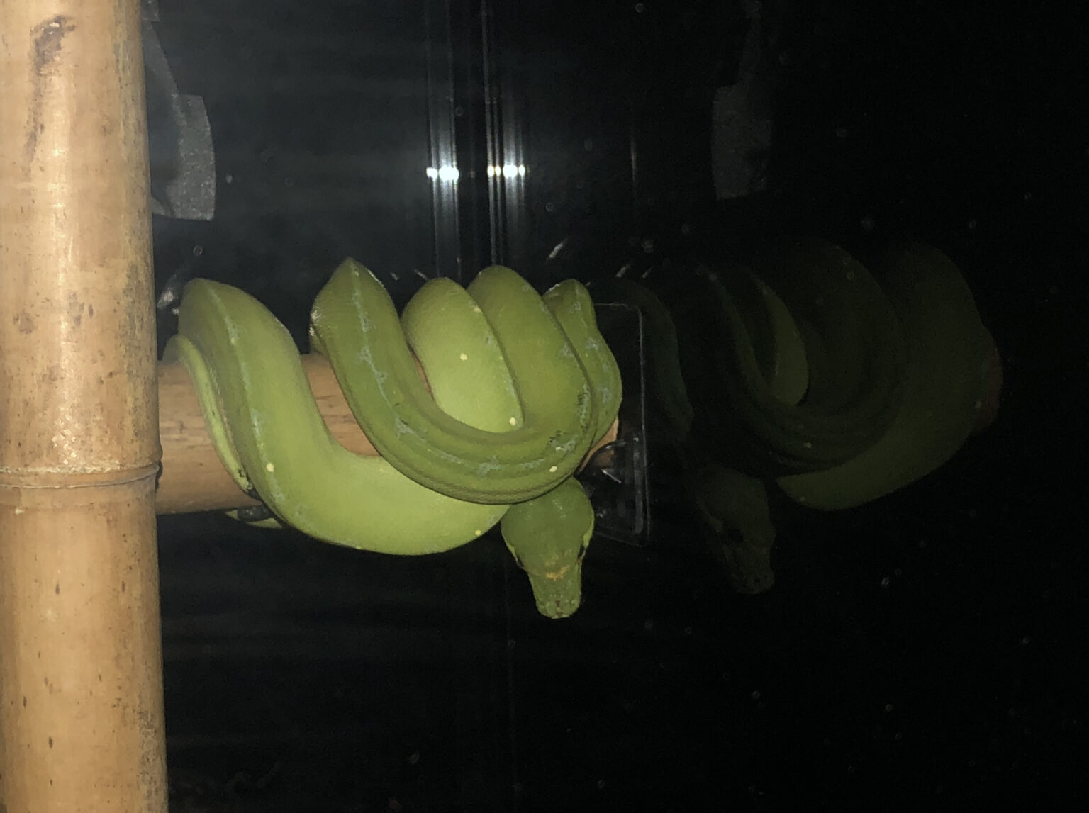 La Morelia azurea pulcher (Morelia viridis) "Sorong", Ezio 1er du nom ...