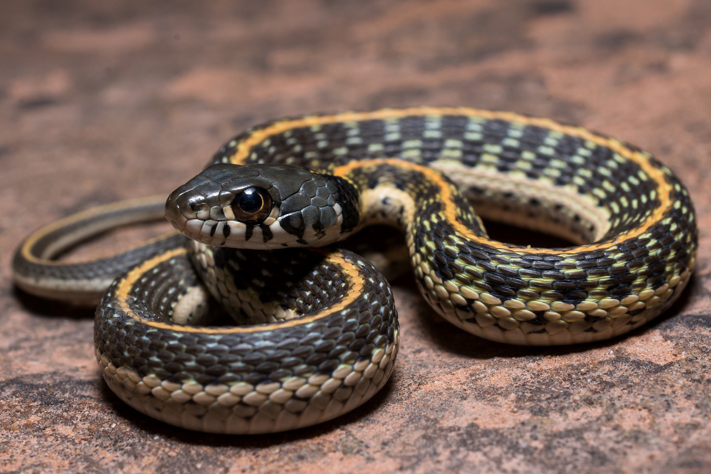 Thamnophis sirtalis - eques - radix - marcianus - cyrtopsis - atratus ...