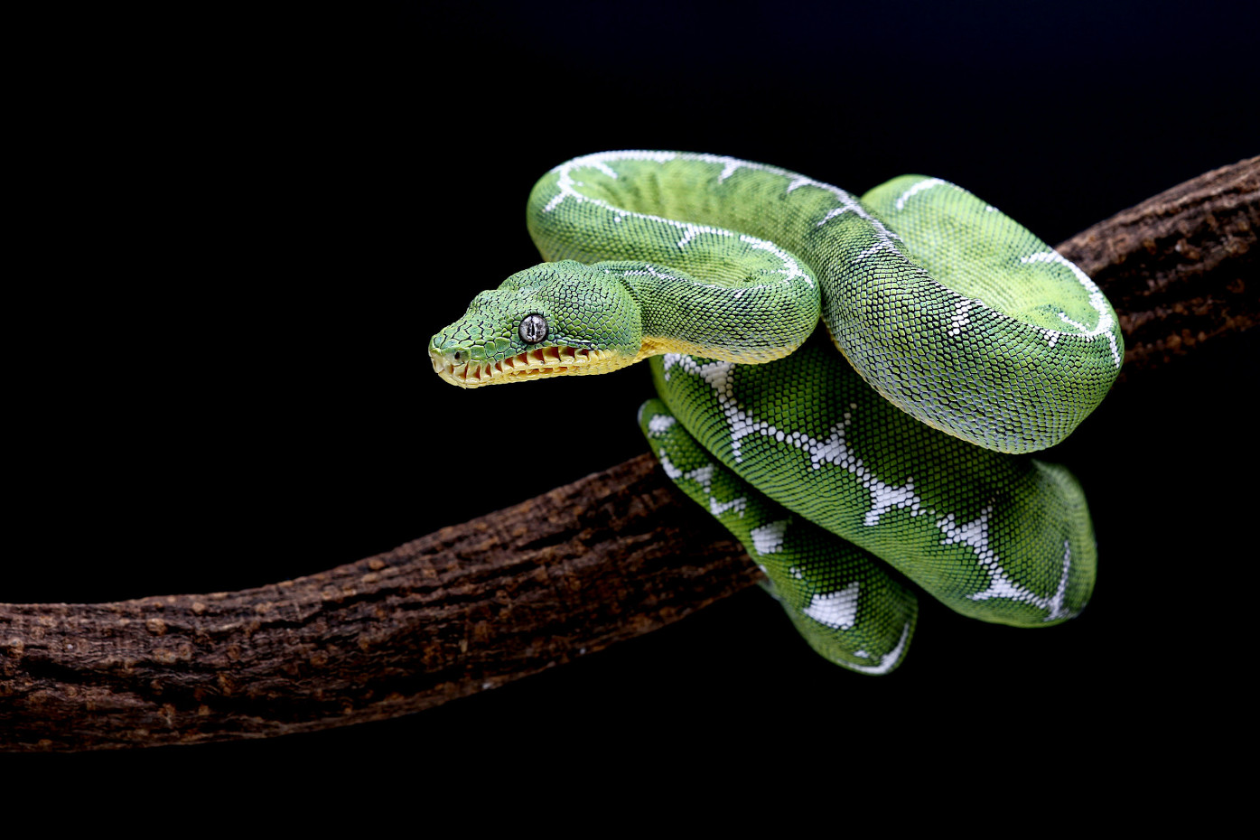 Morelia viridis azurea spilota carinata bredli imbricata Serpent Python ...