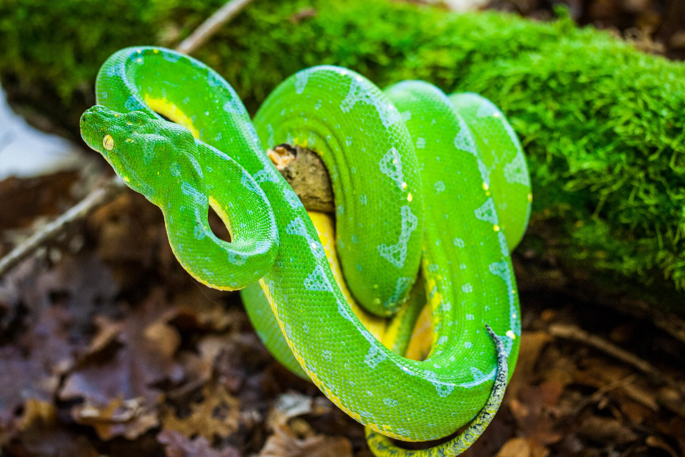 Morelia viridis azurea spilota carinata bredli imbricata Serpent Python ...
