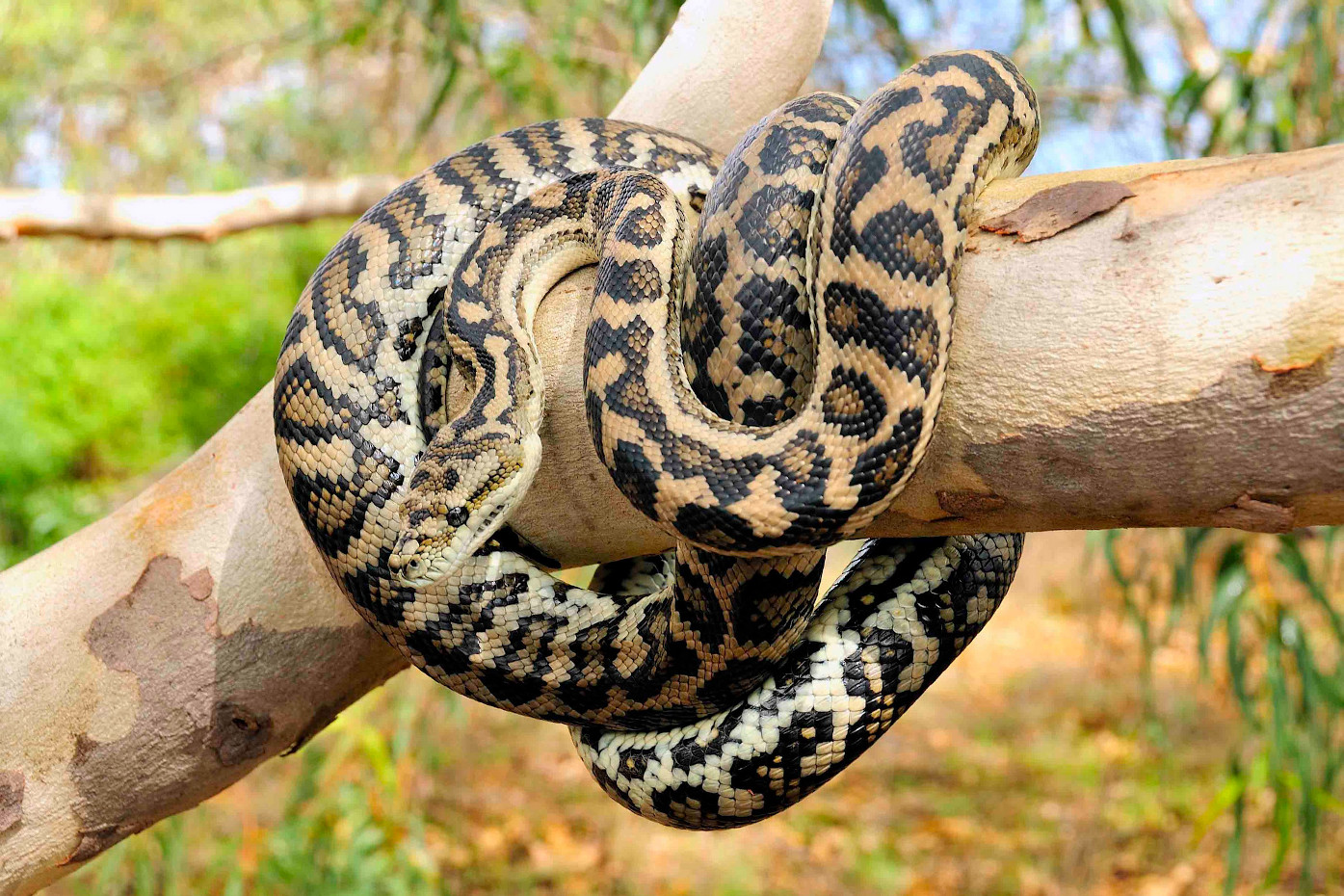 Morelia viridis azurea spilota carinata bredli imbricata Serpent Python ...