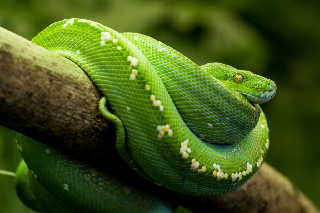 Morelia viridis azurea spilota carinata bredli imbricata Serpent Python ...