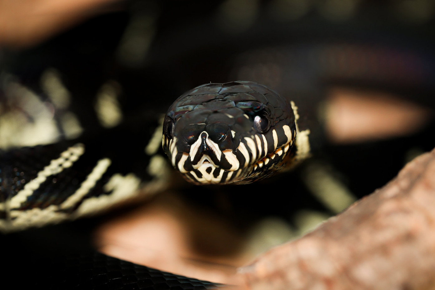 Morelia viridis azurea spilota carinata bredli imbricata Serpent Python ...