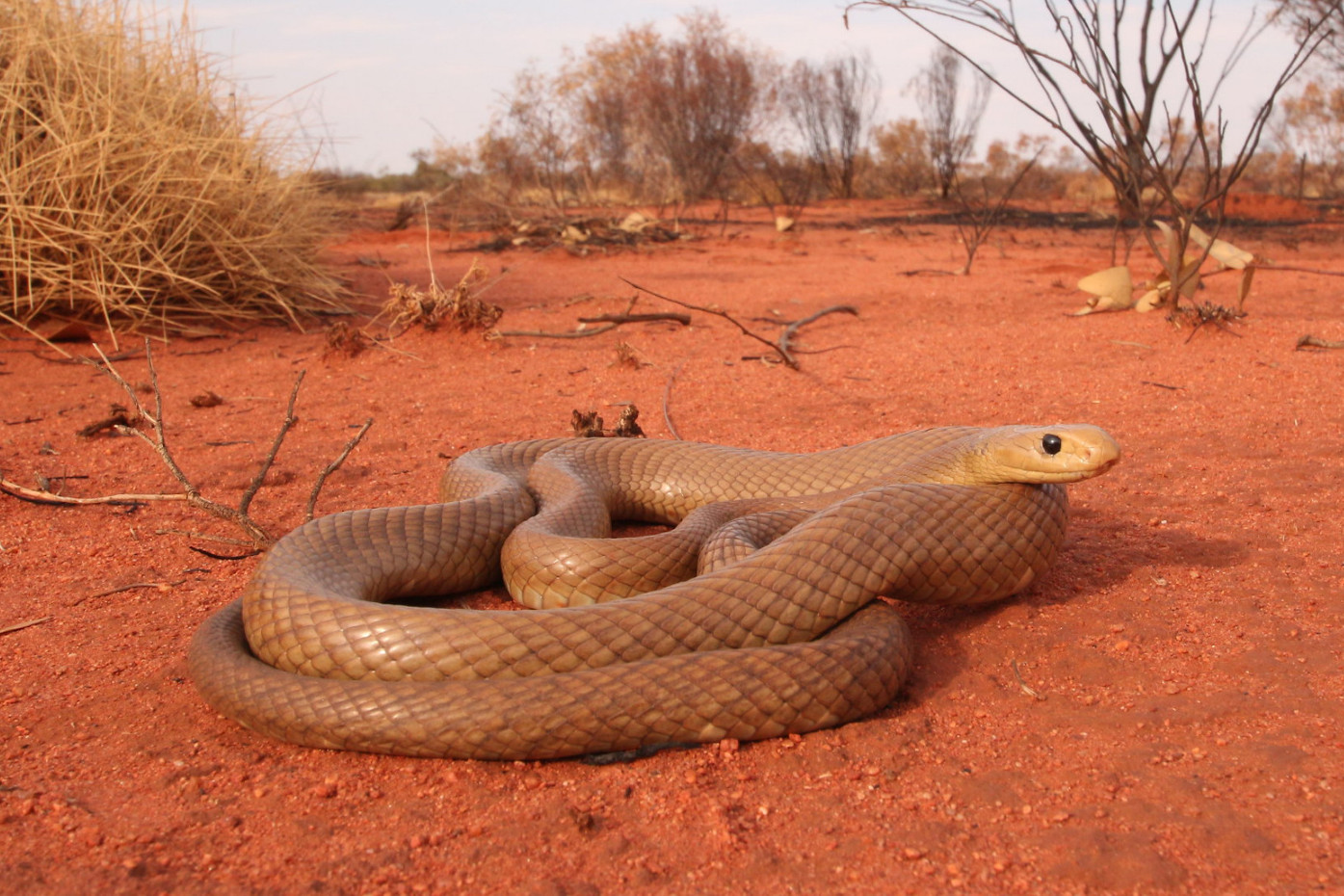 Oxyuranus microlepidotus - temporalis - scutellatus - canni - Taïpan du desert oriental ...