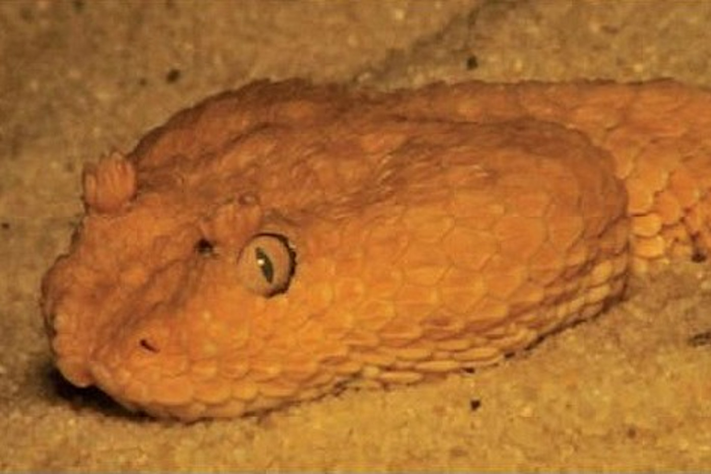 Cerastes cerastes - vipera - boehme - gasperettii - Vipère à cornes ...