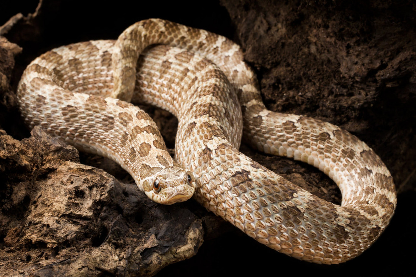 Heterodon nasicus - Serpent venimeux - Serpent à groin commun Fiche ...