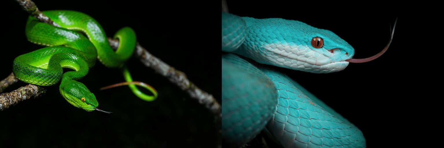 Trimeresurus insularis bleu - albolabris - trigonocephalus - puniceus ...