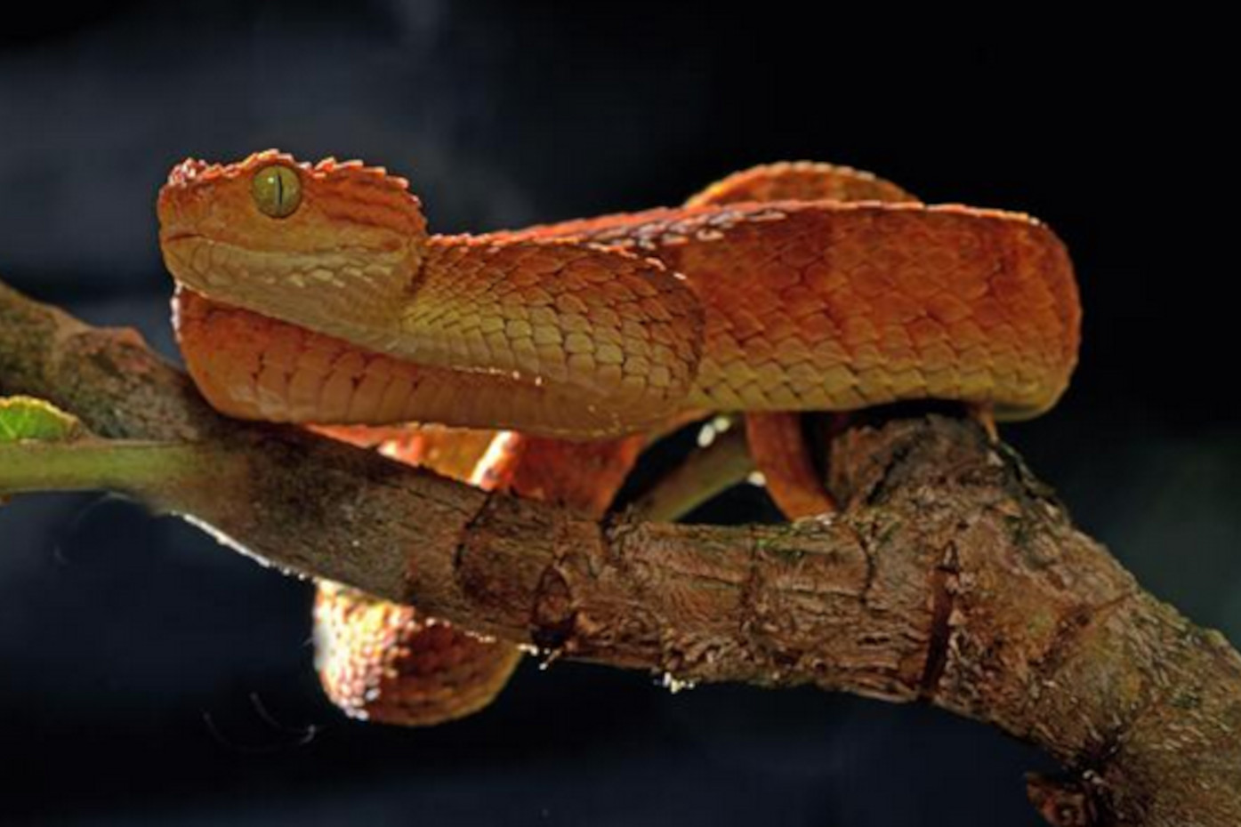 Atheris anisolepis - Vipère des buissons du Mayombe - Fiche - Viperidae - Serpent vert vipère ...