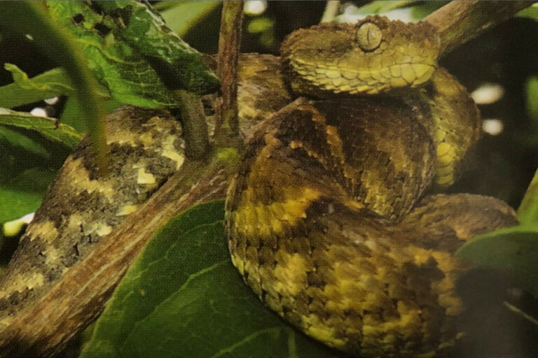 Atheris katangensis - Vipère des buissons d'Upemba ou Vipère des buissons de Shaba - Viperidae ...