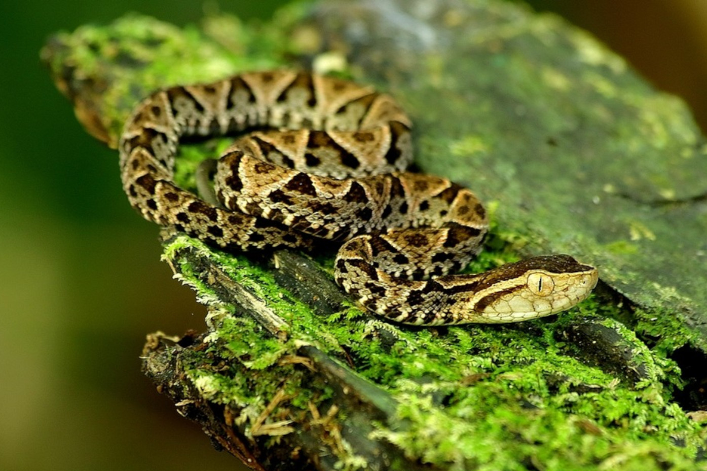 Bothrops asper - Serpent venimeux - Trigonocephale / Fer de lance ...