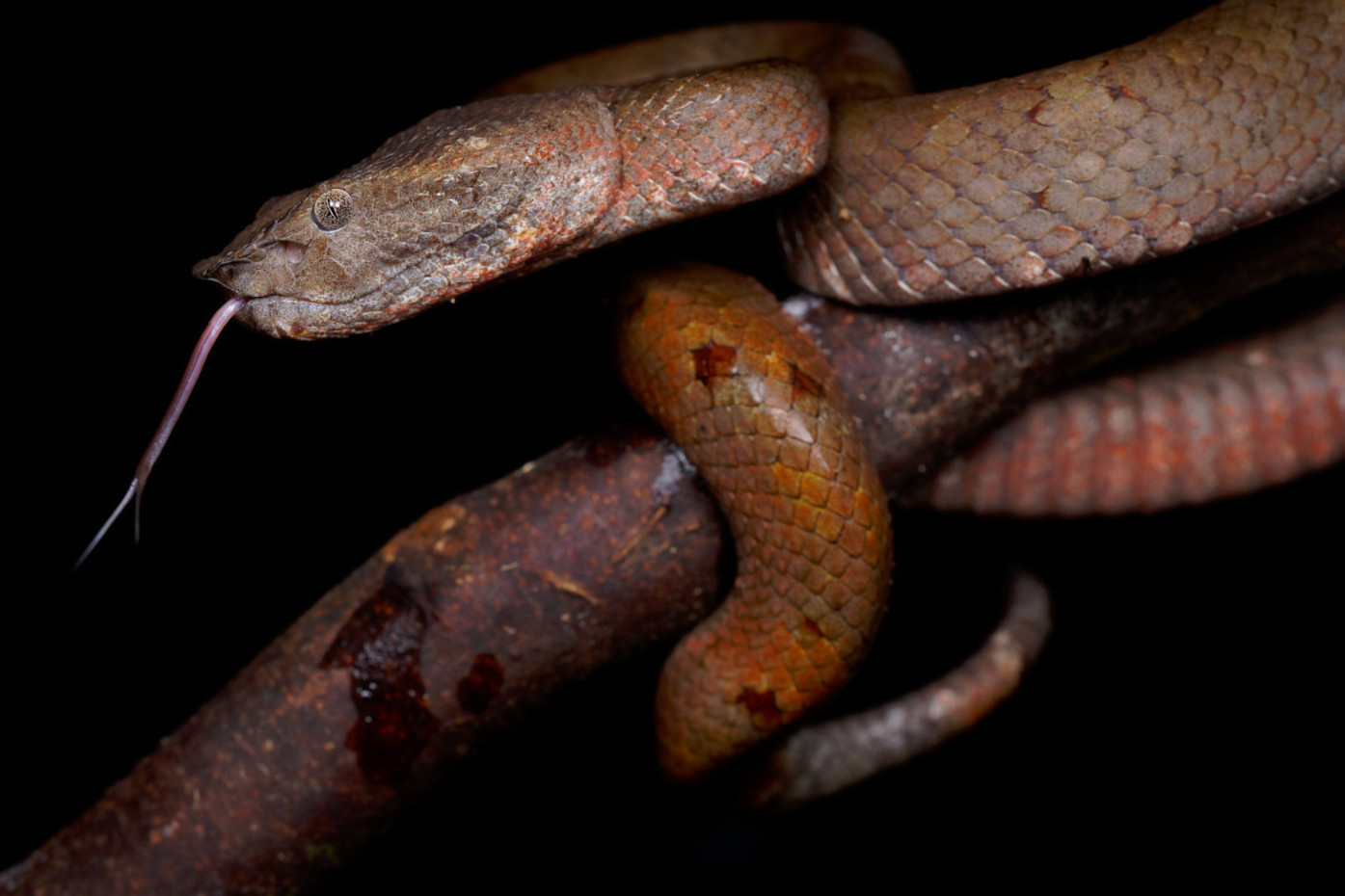 Trimeresurus borneensis - Crotale de Bornéo ou Crotale de l'île Bornéo - Fiche - Fer de lance ...