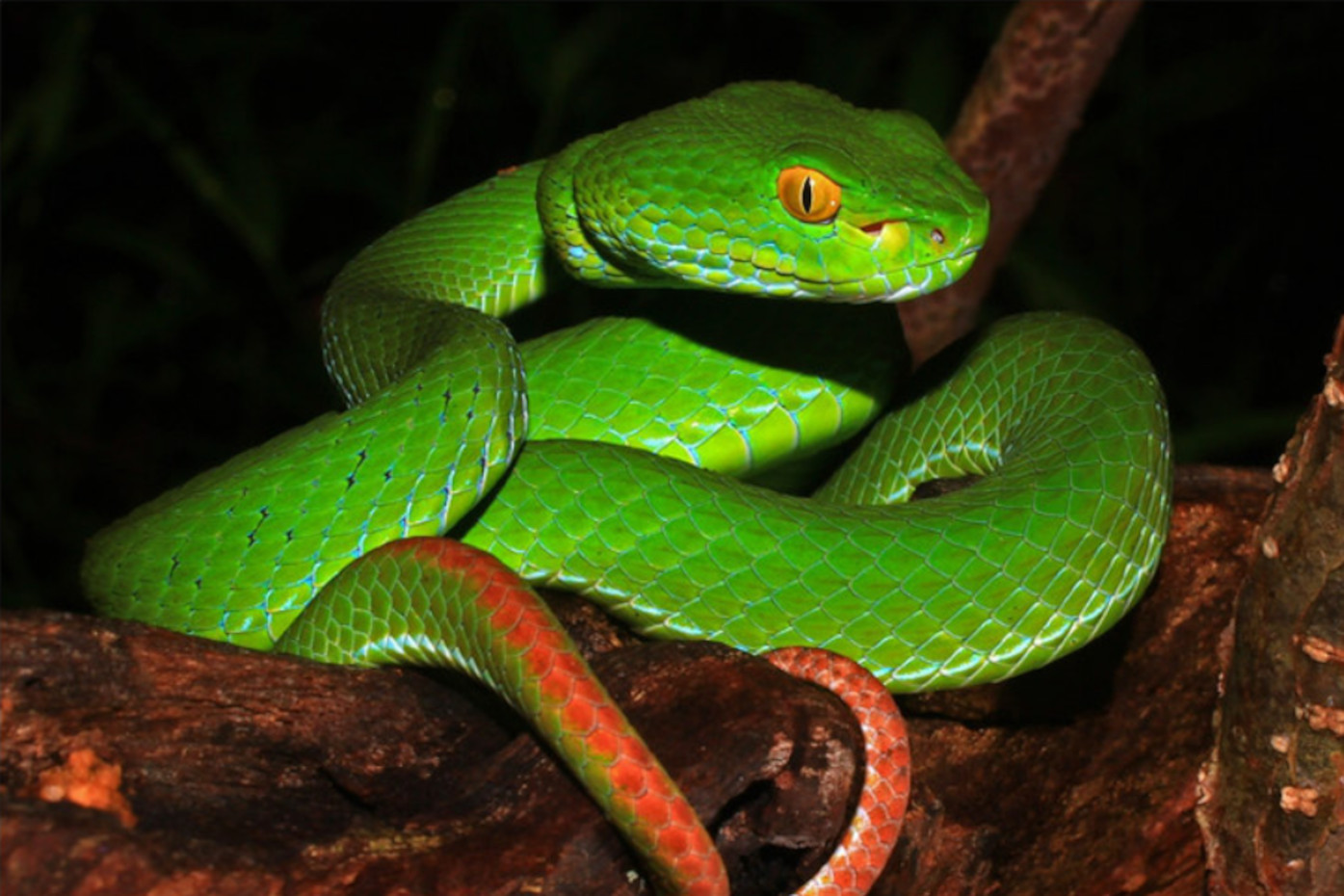 Trimeresurus macrops - Crotale aux gros yeux jaunes - Fiche - Fer de ...