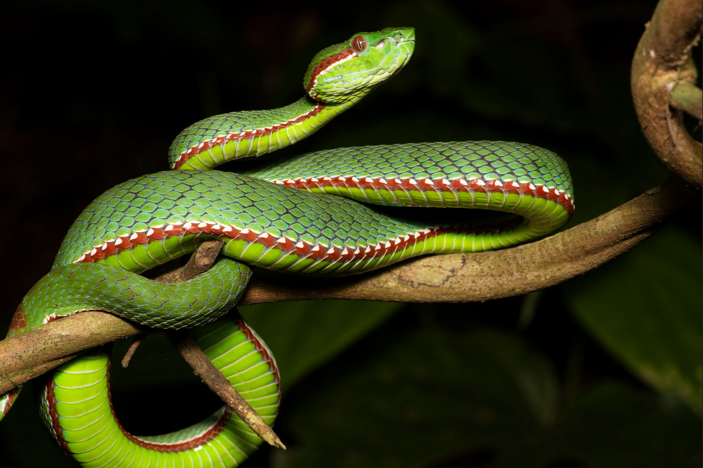 Trimeresurus popeiorum - Crotale des bambous de Pope - Fiche - Fer de ...