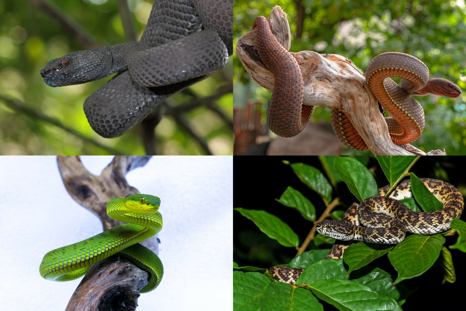 Trimeresurus insularis bleu - albolabris - trigonocephalus - puniceus ...