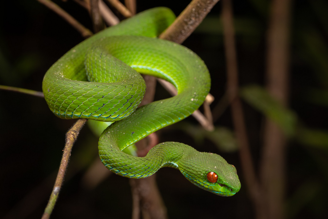 Trimeresurus rubeus - Crotale aux yeux rubis ou Crotale aux gros yeux ...