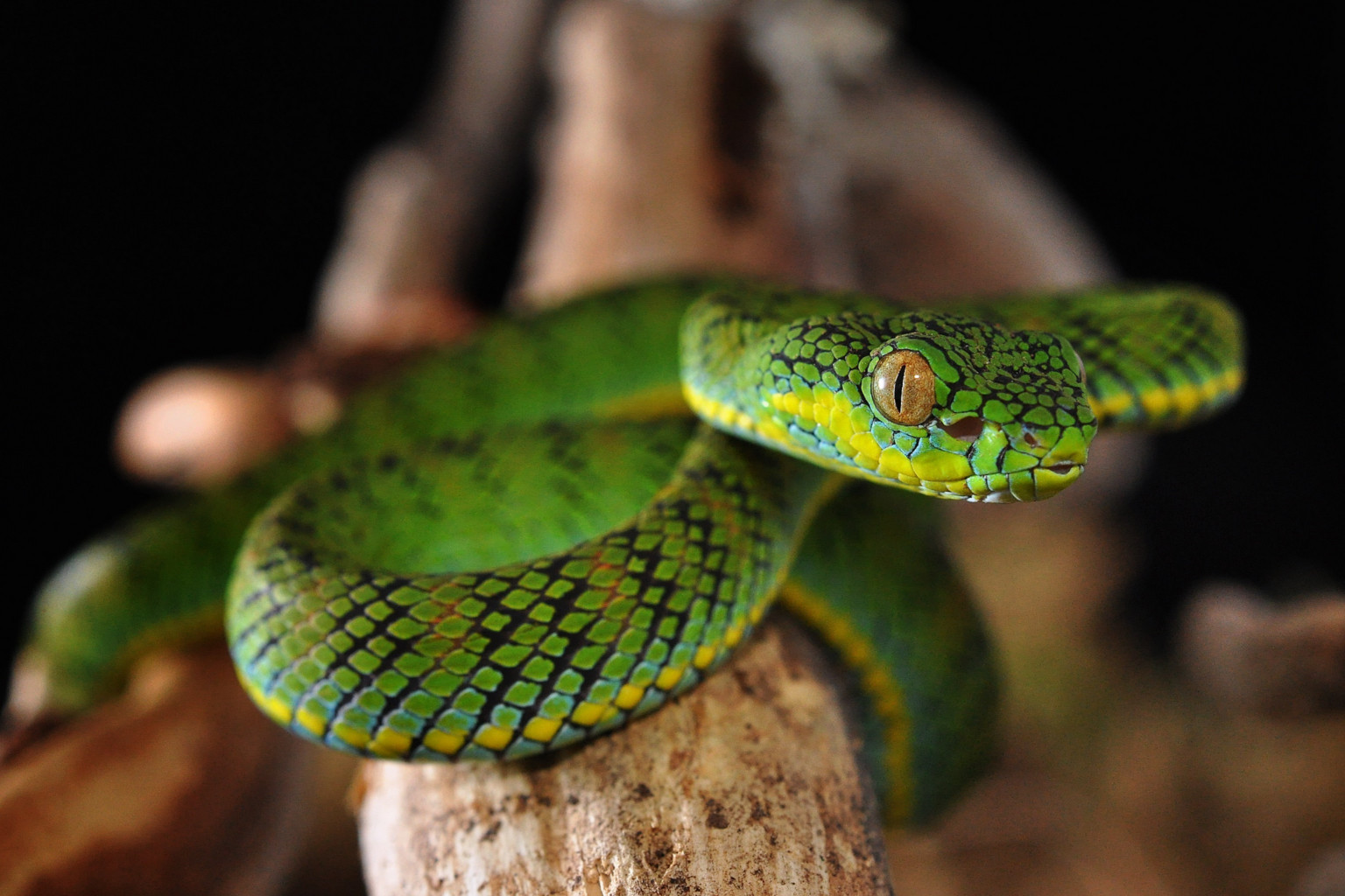 Trimeresurus insularis bleu - albolabris - trigonocephalus - puniceus ...
