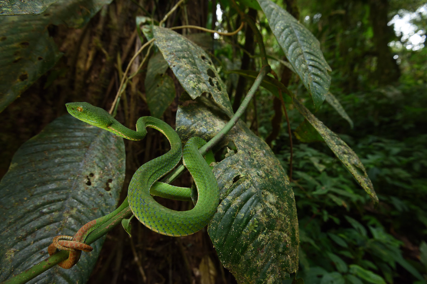 Trimeresurus barati - Crotale des îles Barat ou Crotale des bambous des ...
