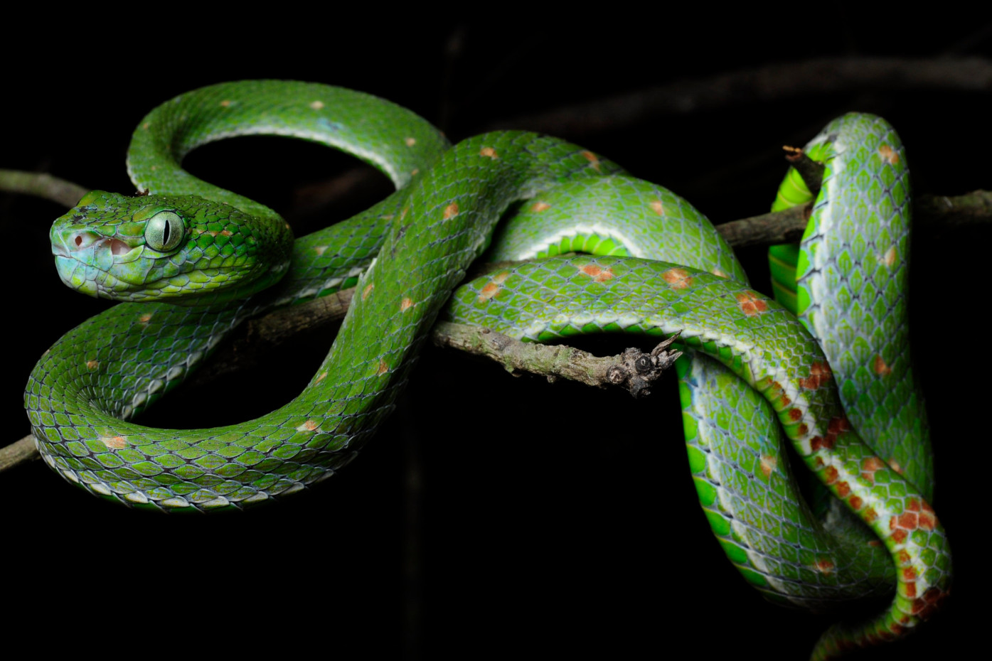 Trimeresurus hageni - Crotale d'Hagen ou Crotale vert d'Hagen - Fiche - Fer de lance - Serpent ...