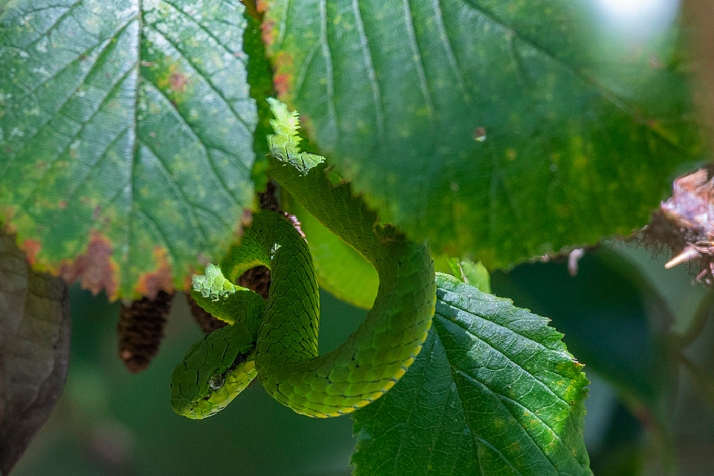 Trimeresurus macrolepis - Crotale à grandes écailles - Fiche - Fer de ...