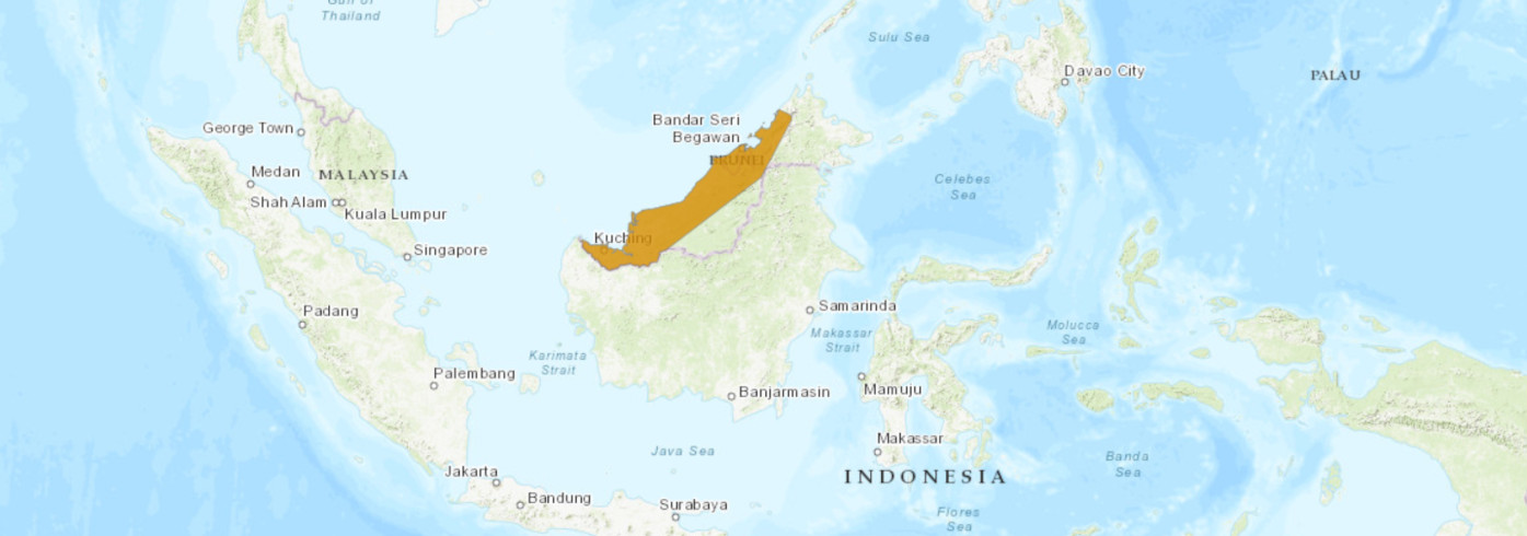 Trimeresurus sabahi - Crotale de Sabah ou Crotale des bambous de Sabah ...