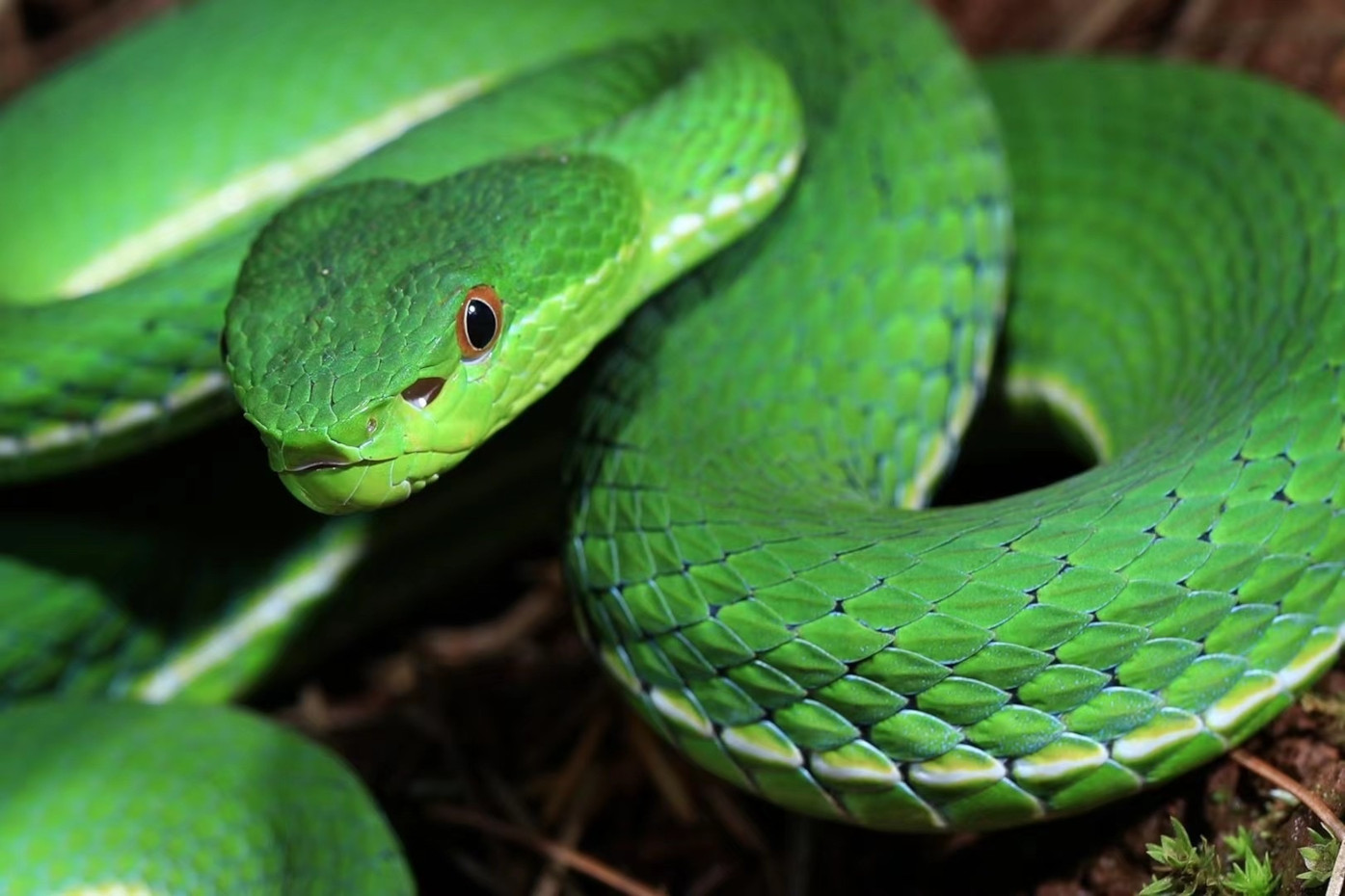 Trimeresurus yunnanensis - Crotale de Yunnan ou Crotale des bambous de ...