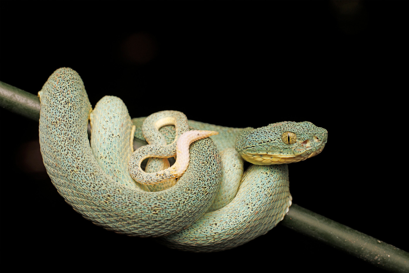 Bothrops bilineatus - Serpent venimeux - Trigonocephale / Fer de lance ...