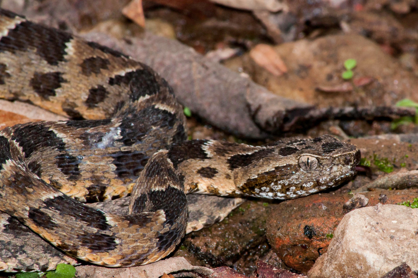 Bothrops cotiara - Serpent venimeux - Trigonocephale / Fer de lance de ...
