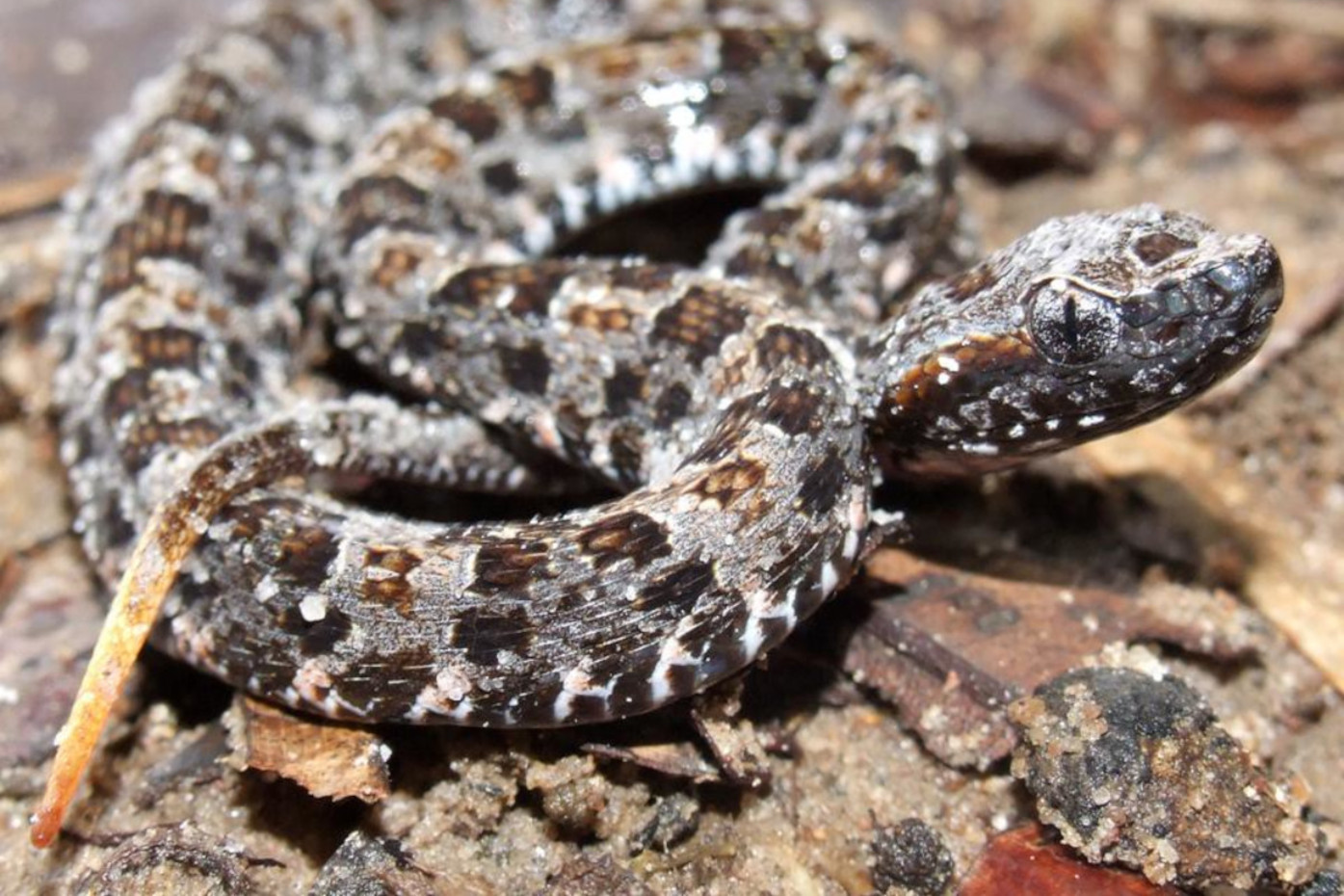 Bothrops mattogrossensis - Serpent venimeux - Trigonocephale / Fer de ...