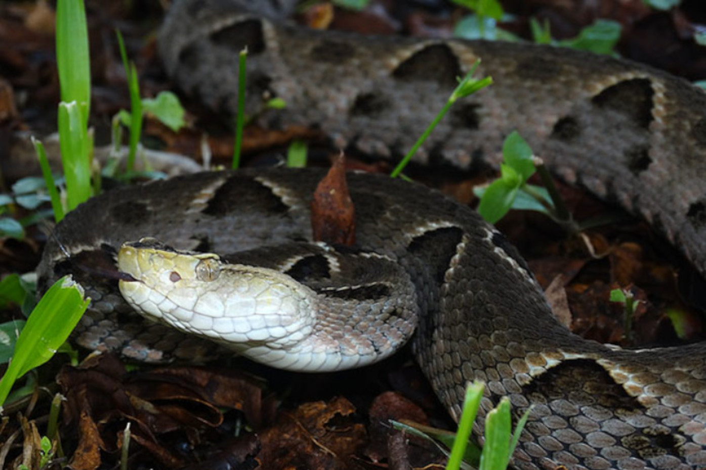 Bothrops ayerbei - Serpent venimeux - Trigonocephale / Fer de lance d ...