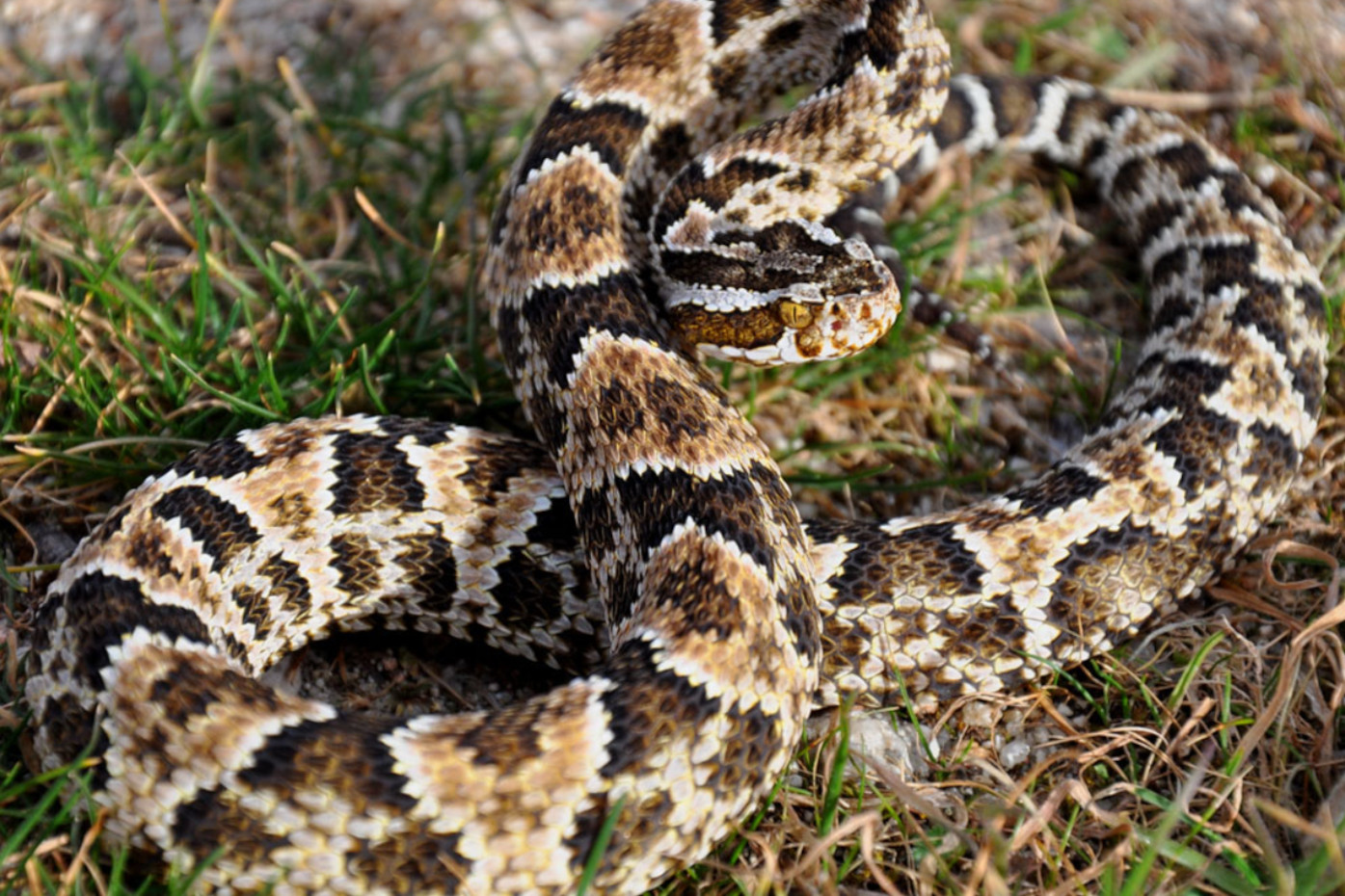 Bothrops barnetti - Serpent venimeux - Trigonocephale / Fer de lance de ...