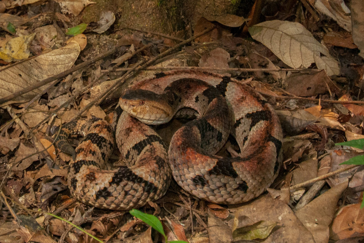 Bothrops brazili - Serpent venimeux - Trigonocephale / Fer de lance du ...