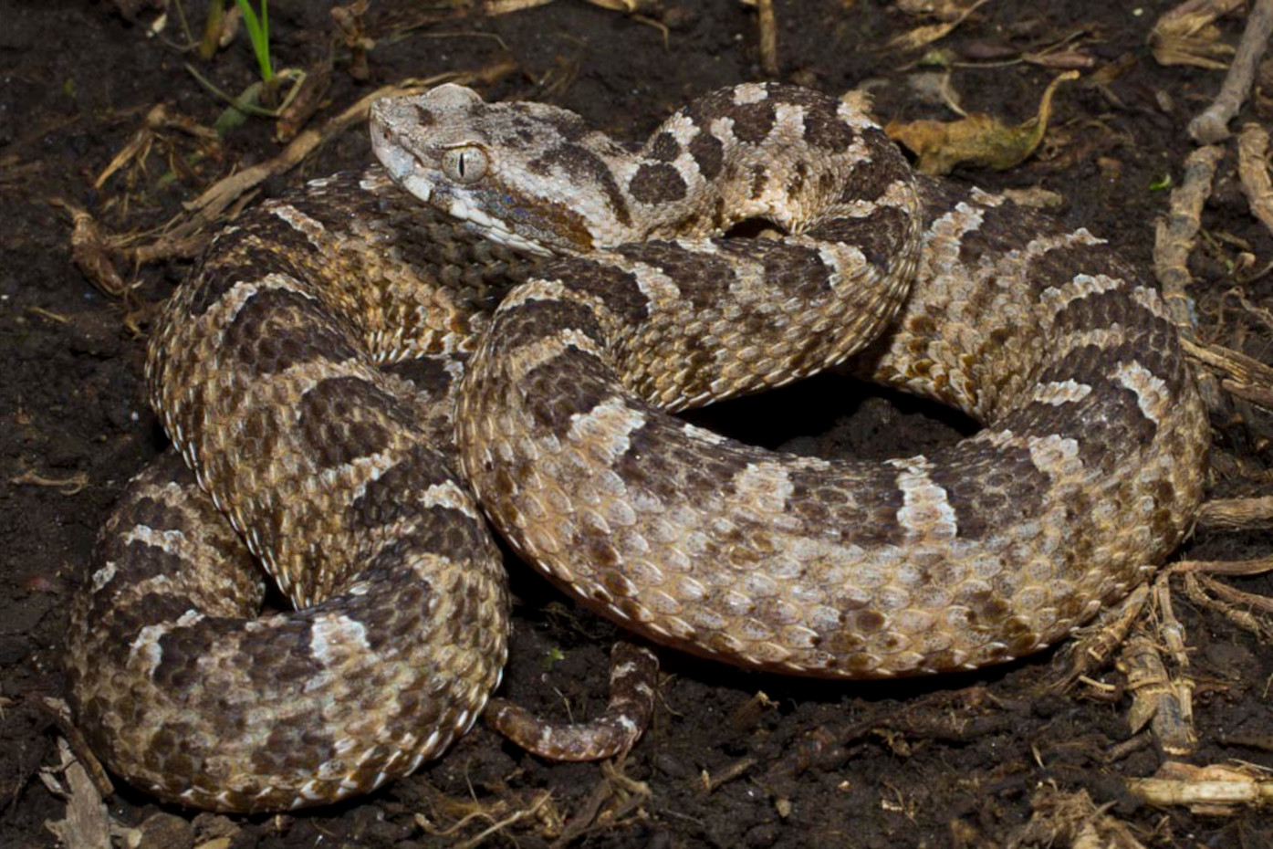 Bothrops pictus - Serpent venimeux - Trigonocephale / Fer de lance du ...