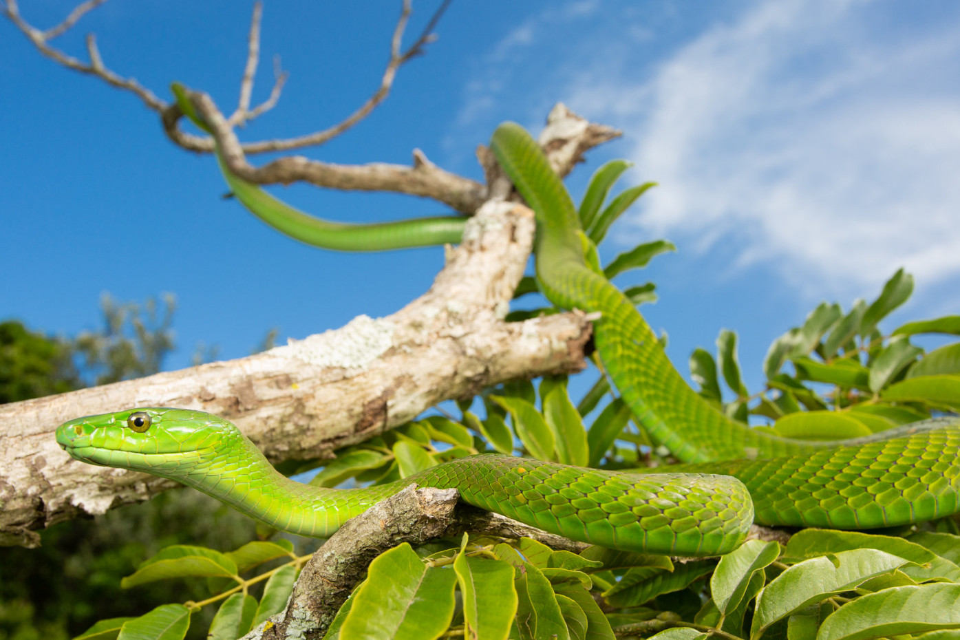 Dendroaspis angusticeps - Mamba vert de l'est - Serpent venimeux et ...