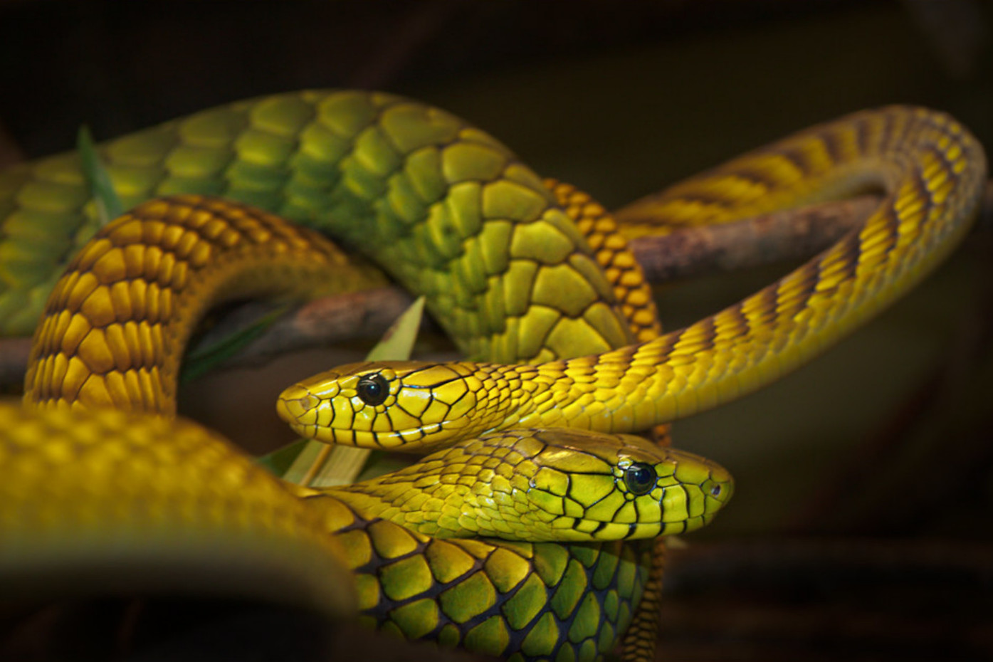 Dendroaspis viridis - Mamba vert de l'Ouest - Serpent venimeux et ...
