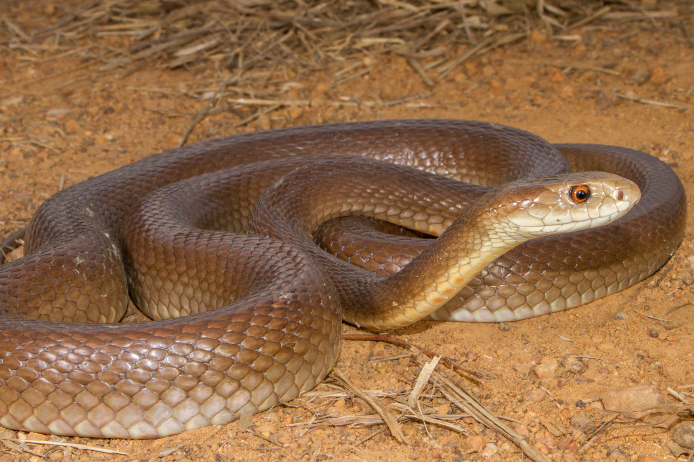 Oxyuranus scutellatus - Taïpan côtier et Taïpan de Papouasie - Serpent venimeux et terricole ...