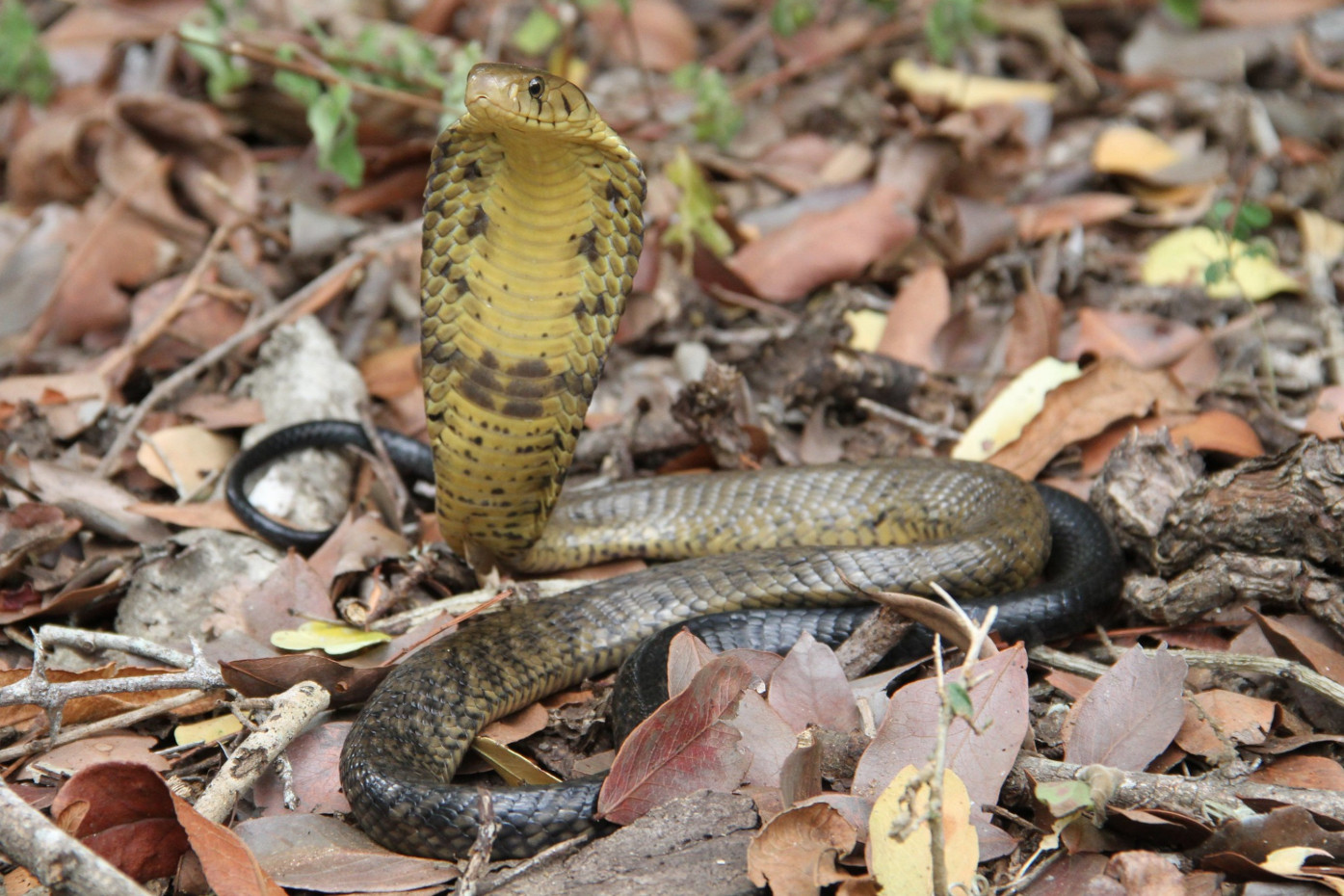 Naja melanoleuca - Cobra des forêts - Cobra noir et blanc - Serpent ...